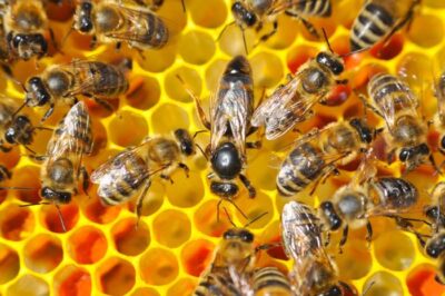 How Do Bees Communicate with Each Other? - Backyard Beekeeping